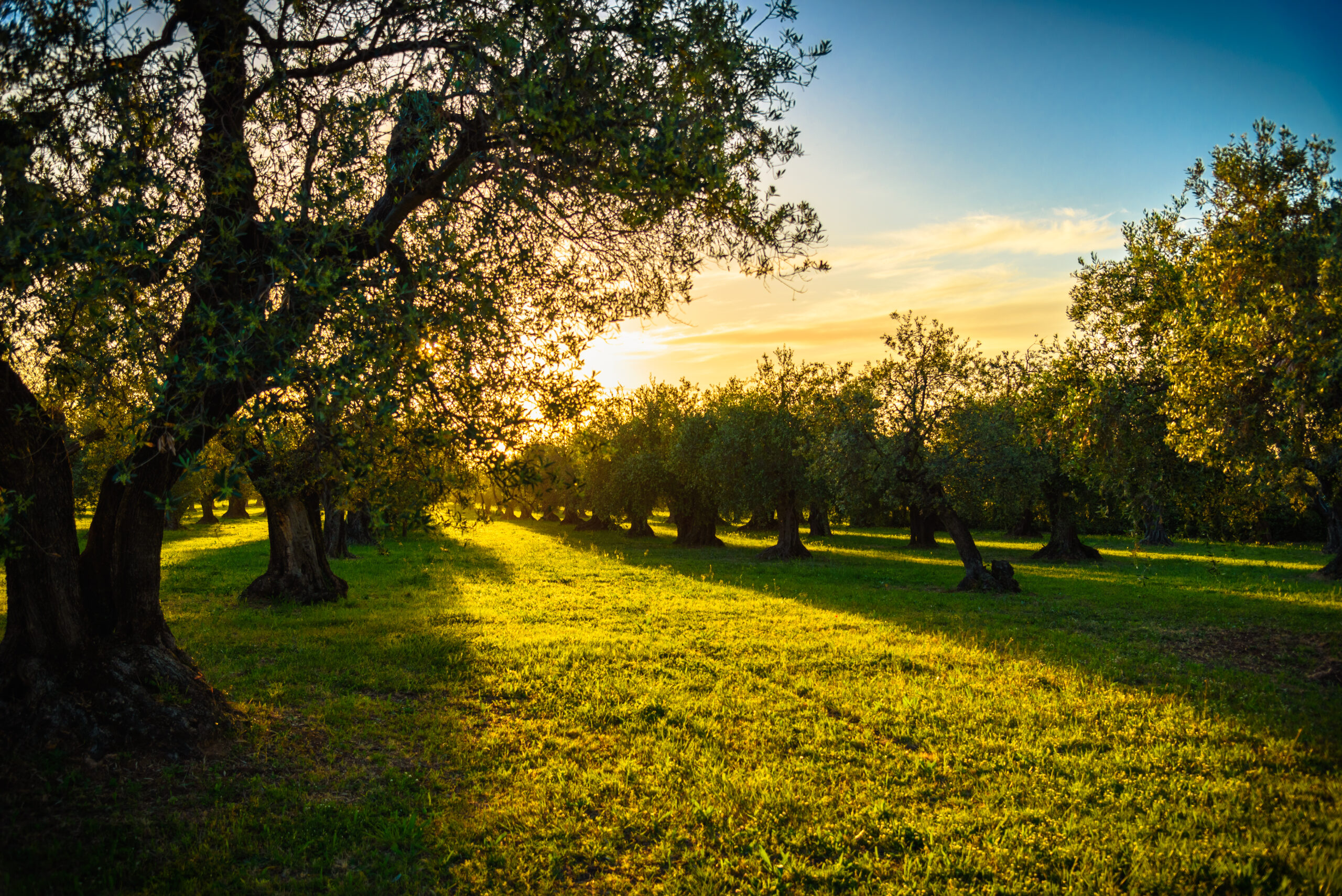 The 'Sardine Method' Technique: A Natural Pesticide for the Olive Grove ...